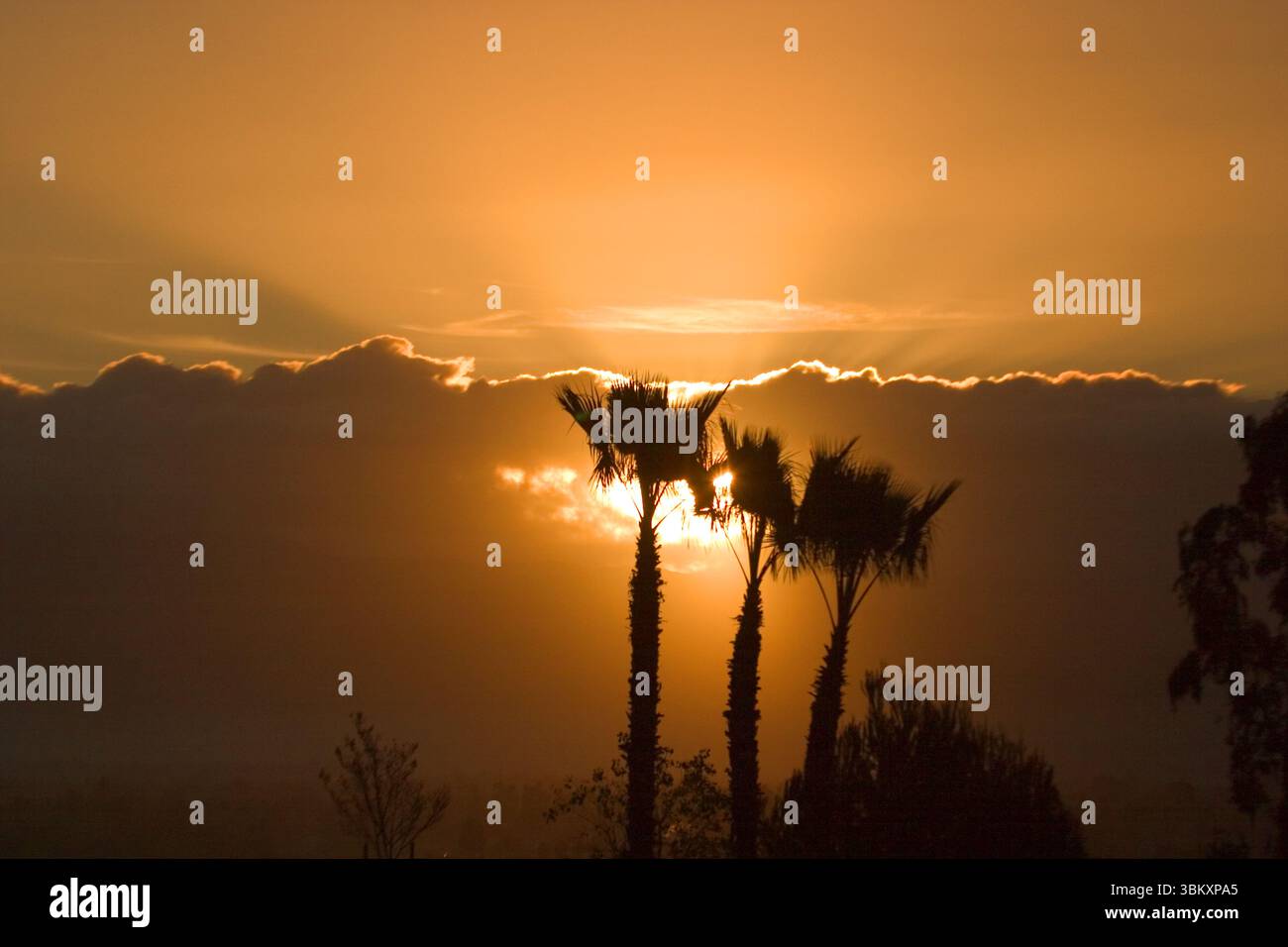 Post Sunrise Paml Trees Stock Photo - Alamy