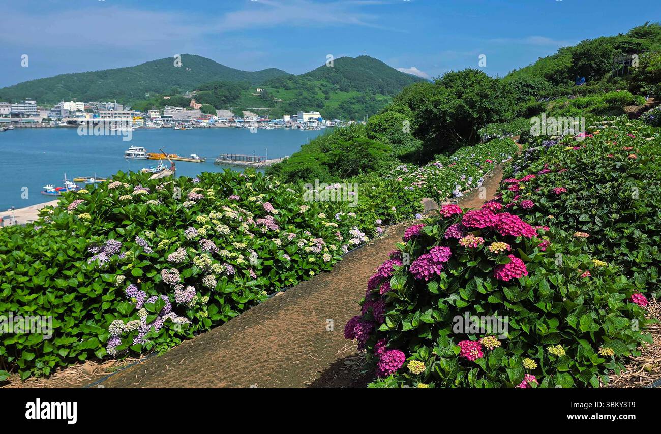 Summer hydrangeas in full bloom in South Korea. Visitors enjoy summer hydrangeas in full bloom ...