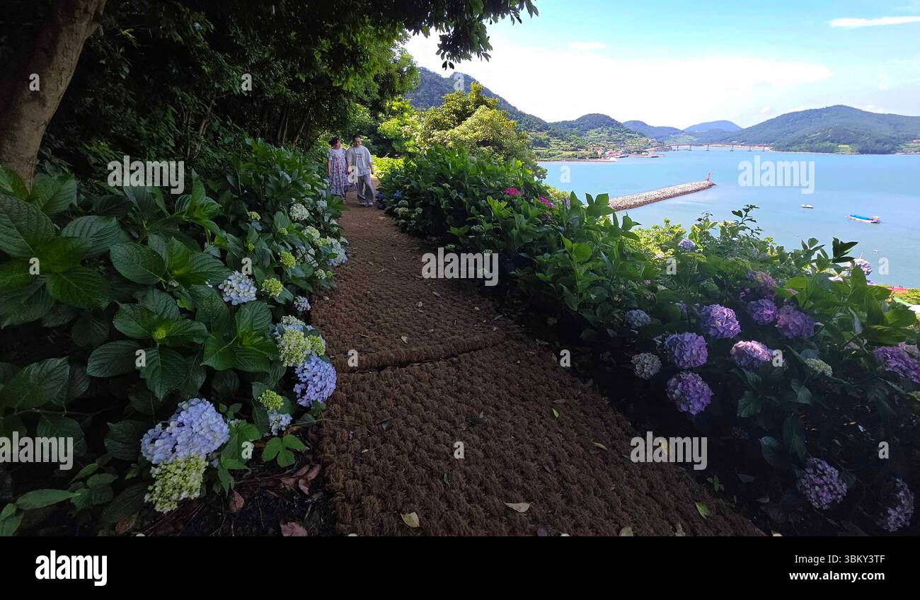 Summer hydrangeas in full bloom in South Korea. Visitors enjoy summer ...