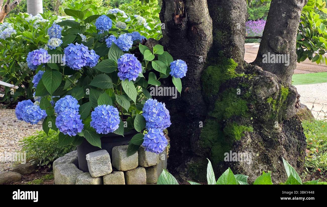 Summer hydrangeas in full bloom in South Korea. Summer hydrangeas in ...
