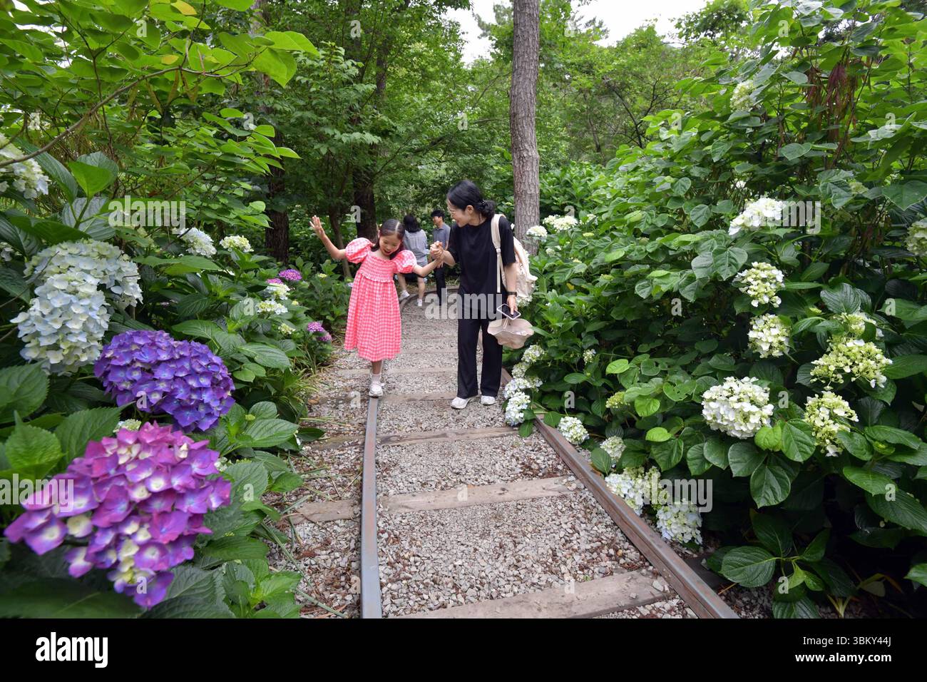 Summer hydrangeas in full bloom in South Korea. Visitors enjoy summer ...