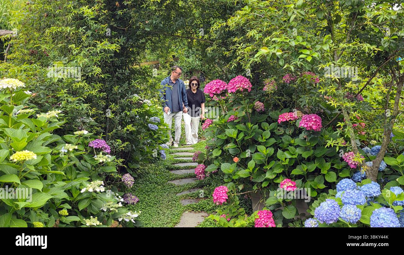 Summer hydrangeas in full bloom in South Korea. Visitors enjoy summer ...