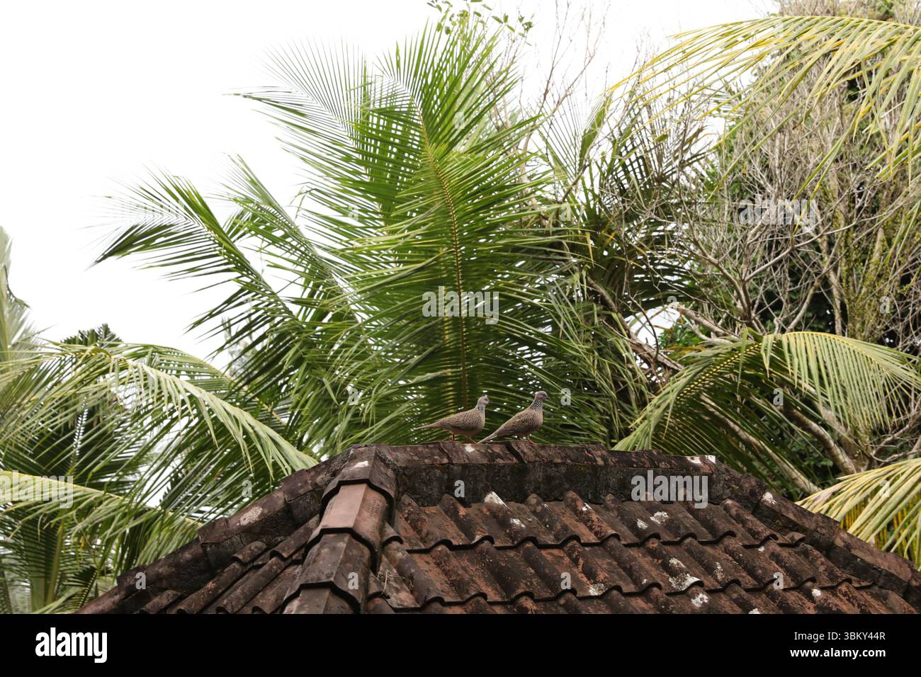 View of beautiful palm trees over roof outdoors Stock Photo - Alamy
