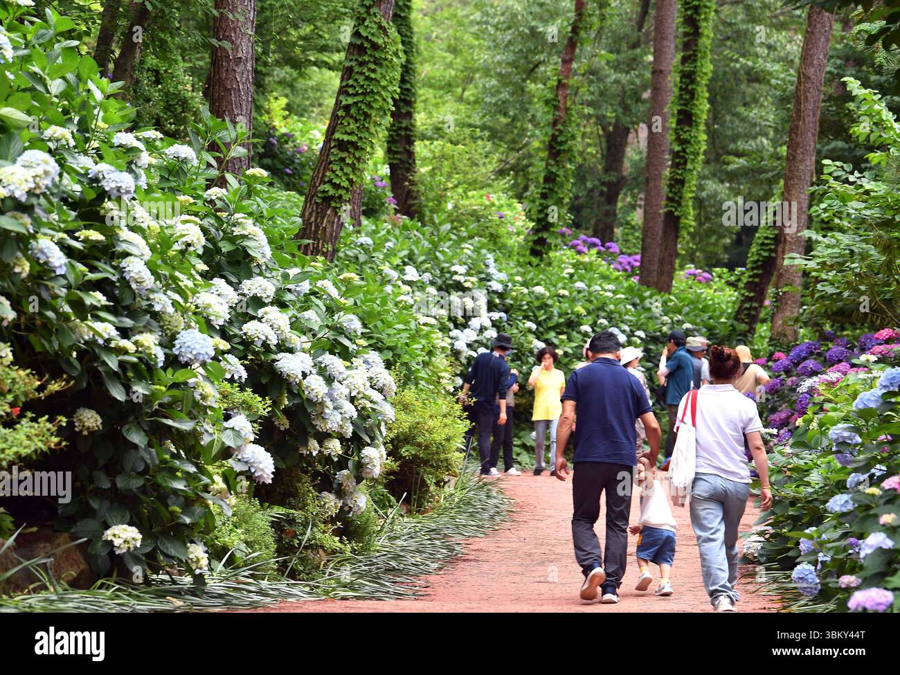 Summer hydrangeas in full bloom in South Korea. Visitors enjoy summer ...