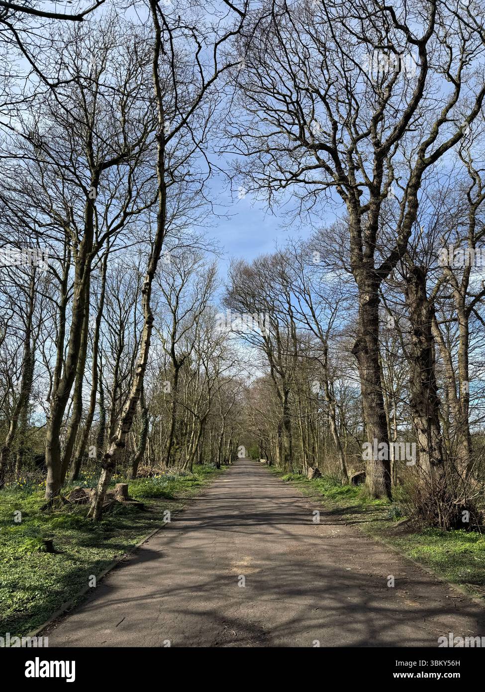 Green Drive woodland, Lytham St Annes, Lancashire, England, UK Stock ...