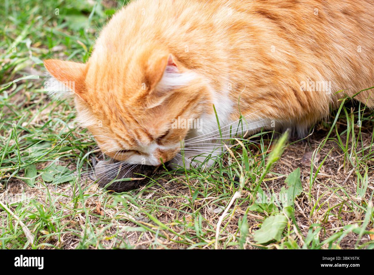 The ginger cat caught a mouse and eats it on the green lawn. Rodent ...