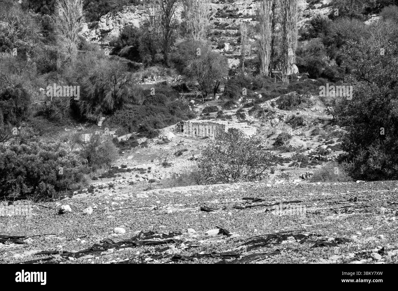 Old trees in desert Black and White Stock Photos & Images - Alamy