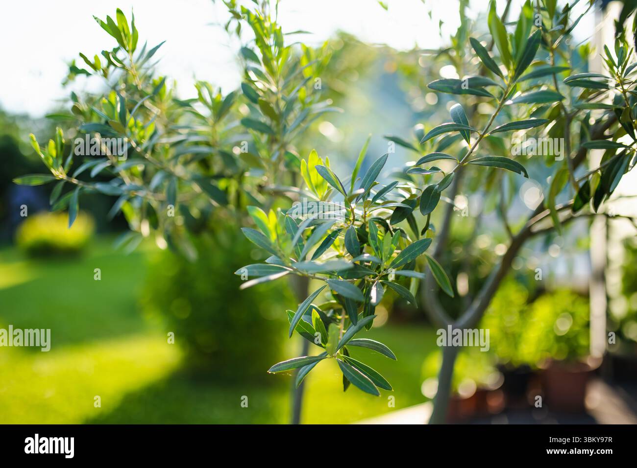 Sunlight filters through the slender, silvery leaves of an olive tree ...