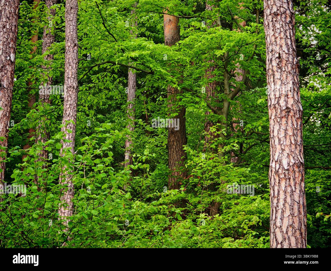 the color green, a common color in plants and nature the color green, a ...