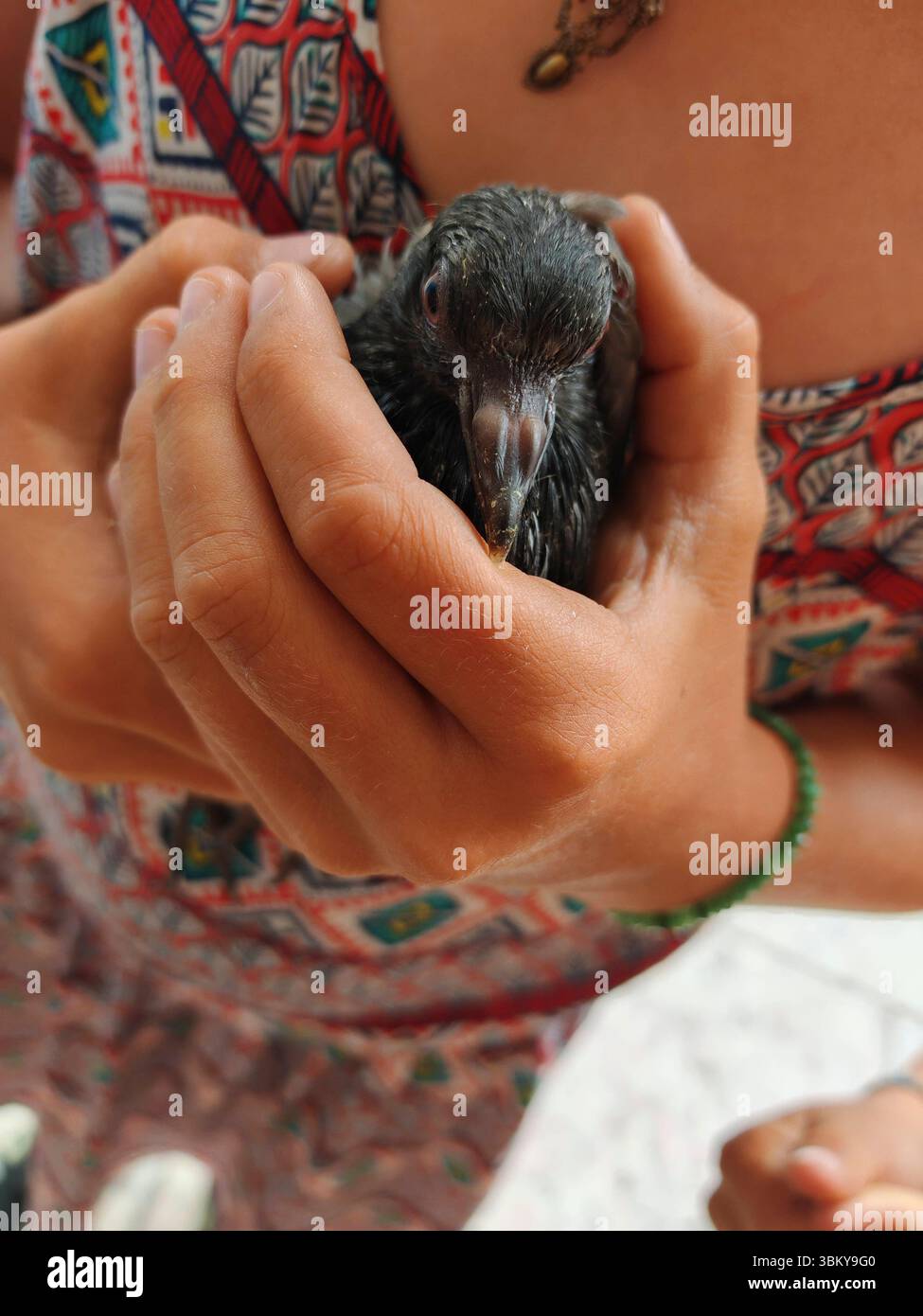 pigeon or dove, a flying feathered animal in the city pigeon or dove ...