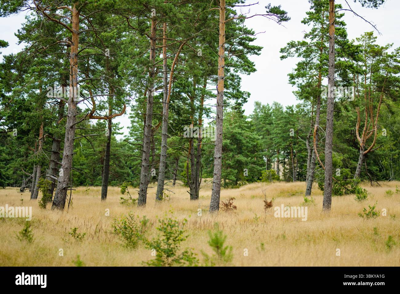 Tall pine trees rise from golden grasslands in the tranquil forests of ...