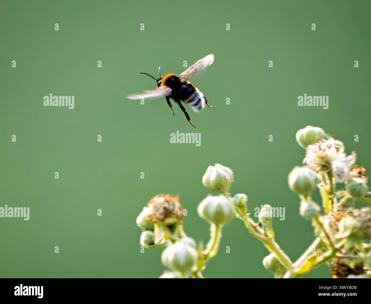 Bumblebee species hi-res stock photography and images - Alamy