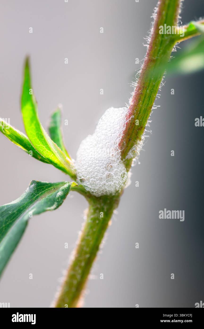 Spittle bug hi-res stock photography and images - Alamy