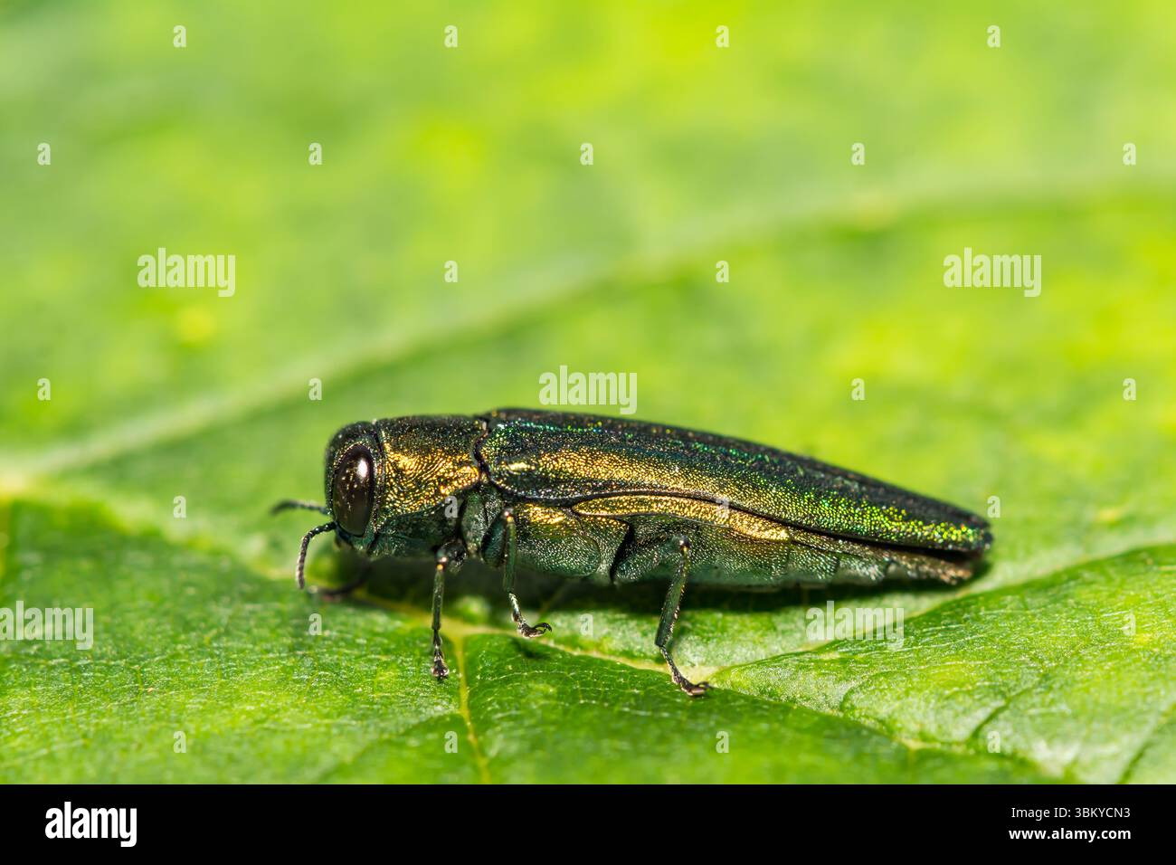 Emerald Ash Borer - Agrilus planipennis Stock Photo - Alamy