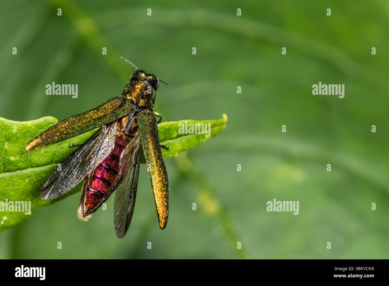 Emerald Ash Borer - Agrilus planipennis Stock Photo - Alamy