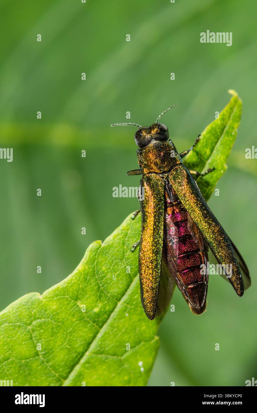 Emerald Ash Borer - Agrilus planipennis Stock Photo - Alamy
