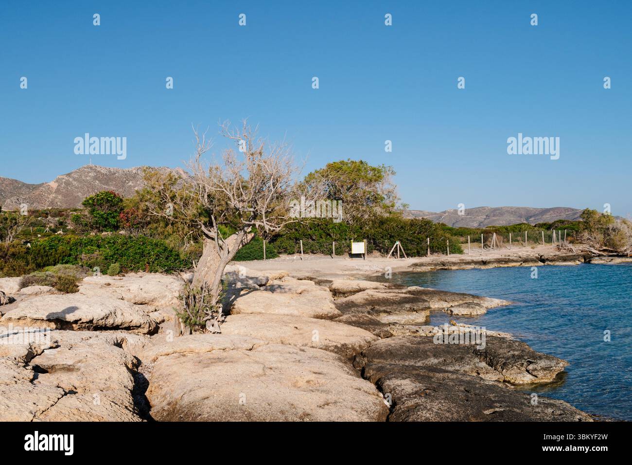 Dry Tree Growing from Coastal Rocks near Receded Blue Sea Natural ...