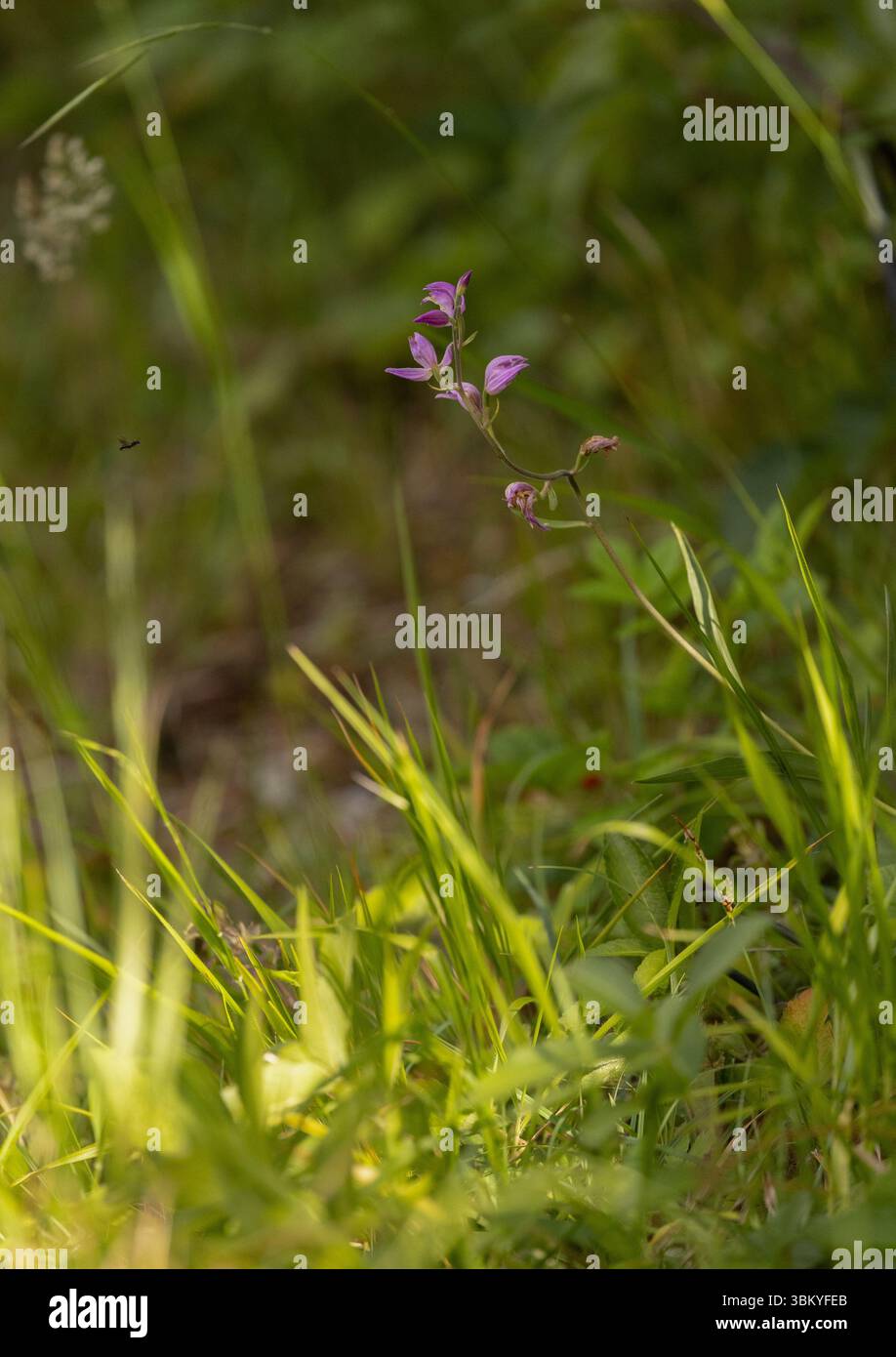 Red Helleborine - Cephalanthera rubra Stock Photo - Alamy