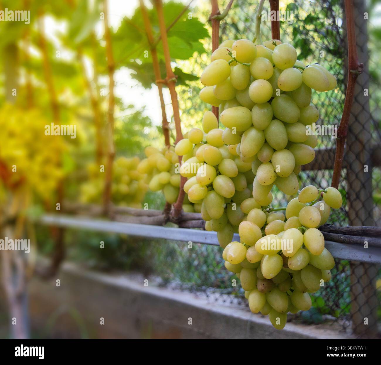 Vineyard vines ads hi-res stock photography and images - Alamy