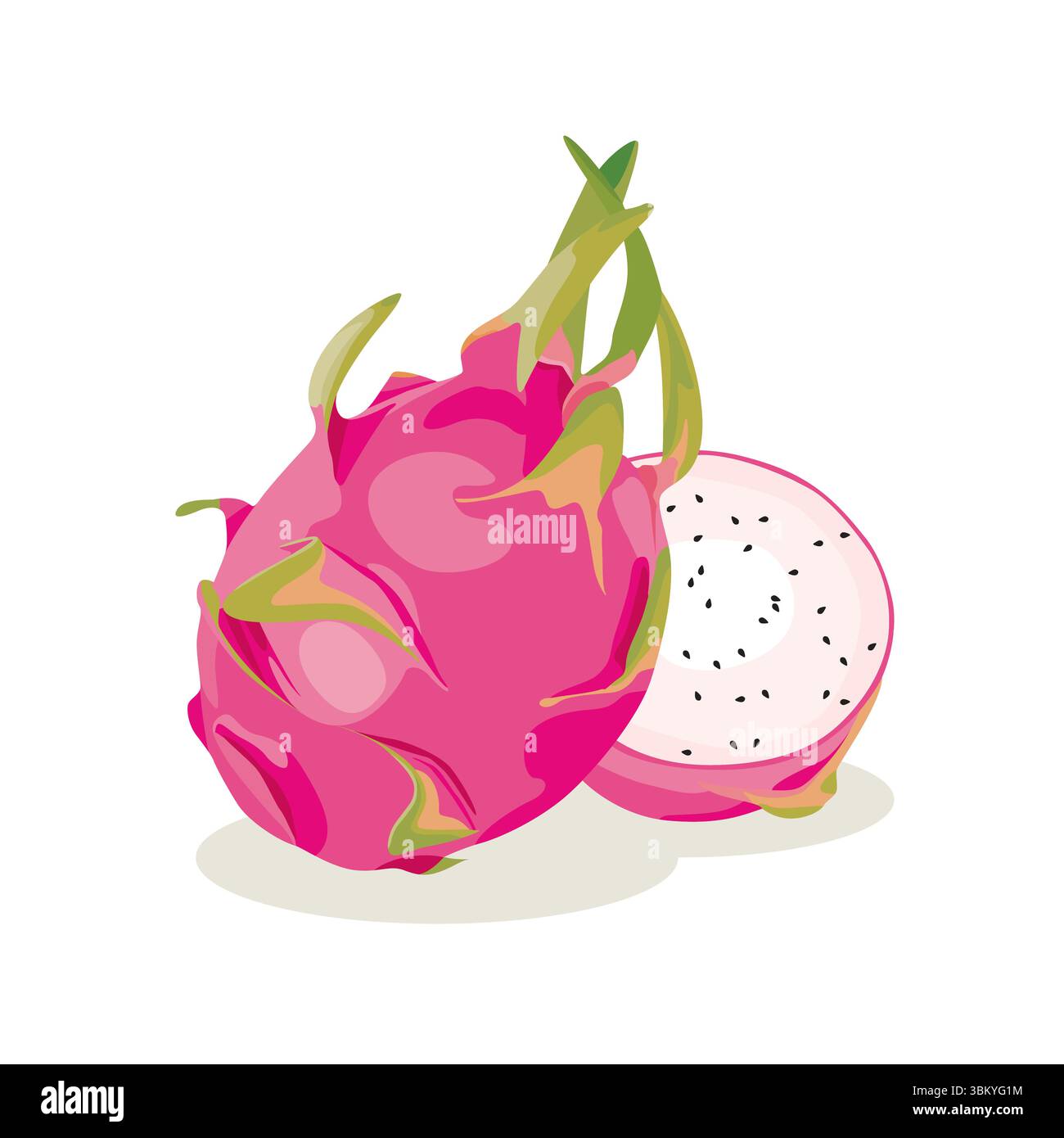 Illustration dragon fruit green Stock Vector Images - Alamy