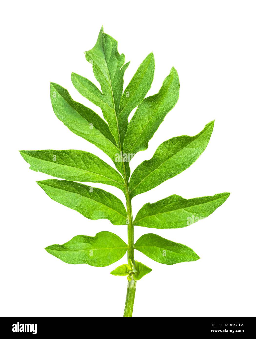 A vibrant Green Centaurea dealbata (Persian Cornflower) leaf with ...