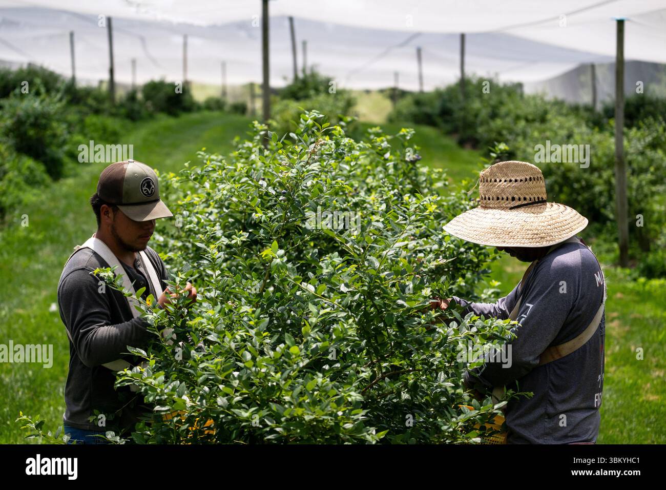 Caesar Ayala Gutierrez, 21, left, and Felix Gutierrez, 43, pick ...