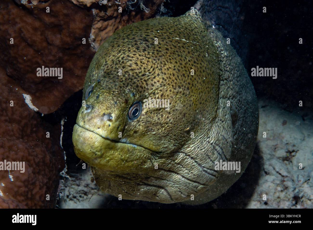 A close-up shot of a green moray eel, showcasing its unique skin ...