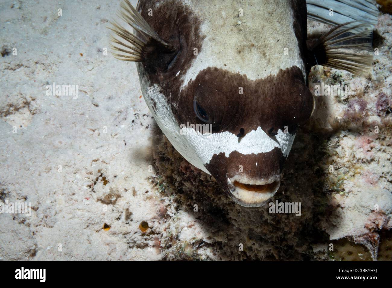 Puffer resting on ocean floor hi-res stock photography and images - Alamy