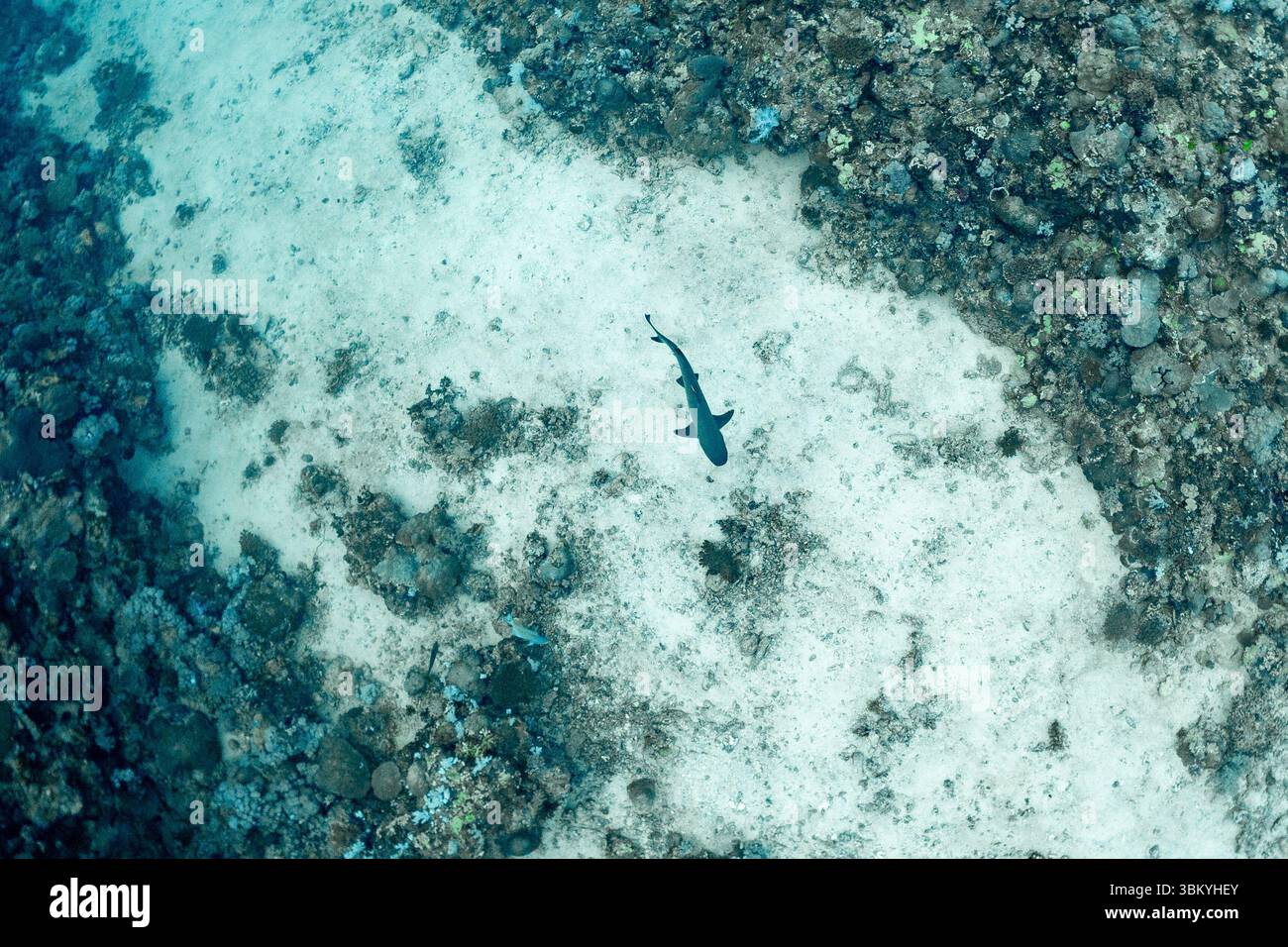 An aerial shot shows a shark swimming over a sandy ocean floor ...