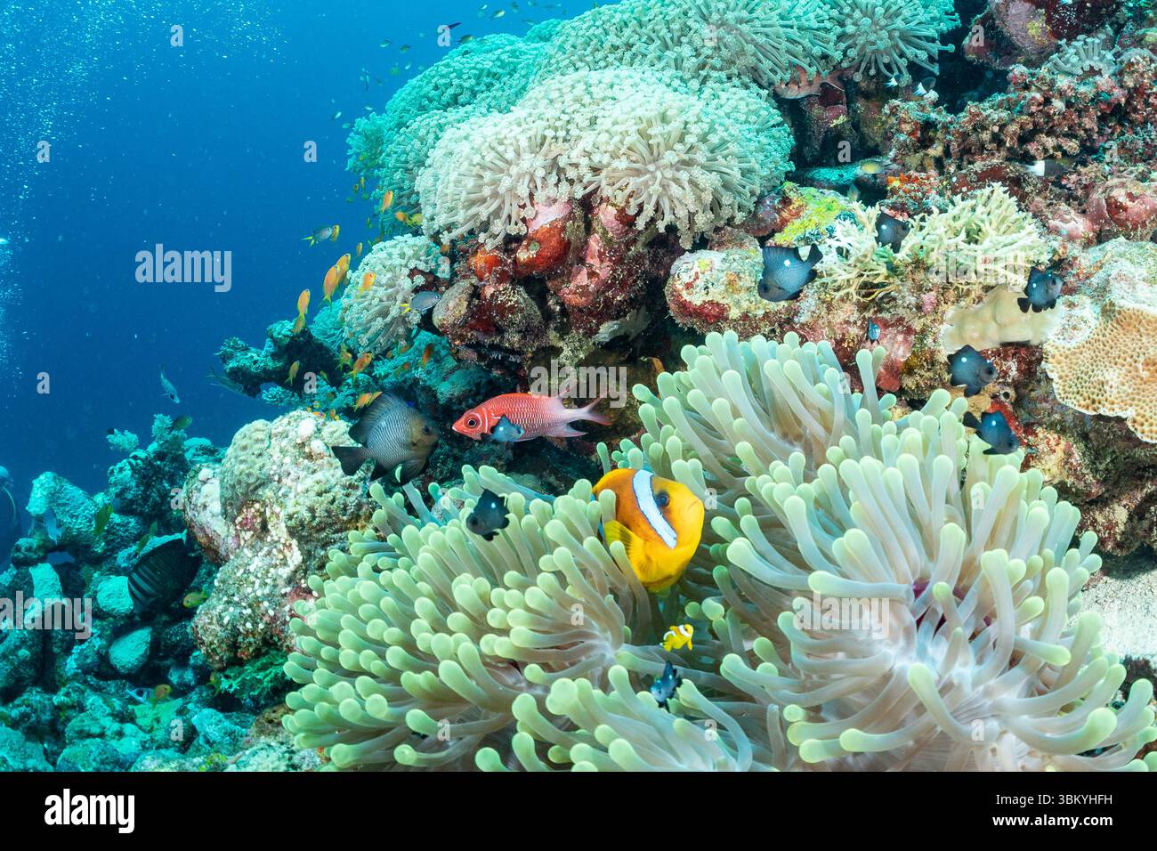 Coral reef marine life clownfish hi-res stock photography and images ...