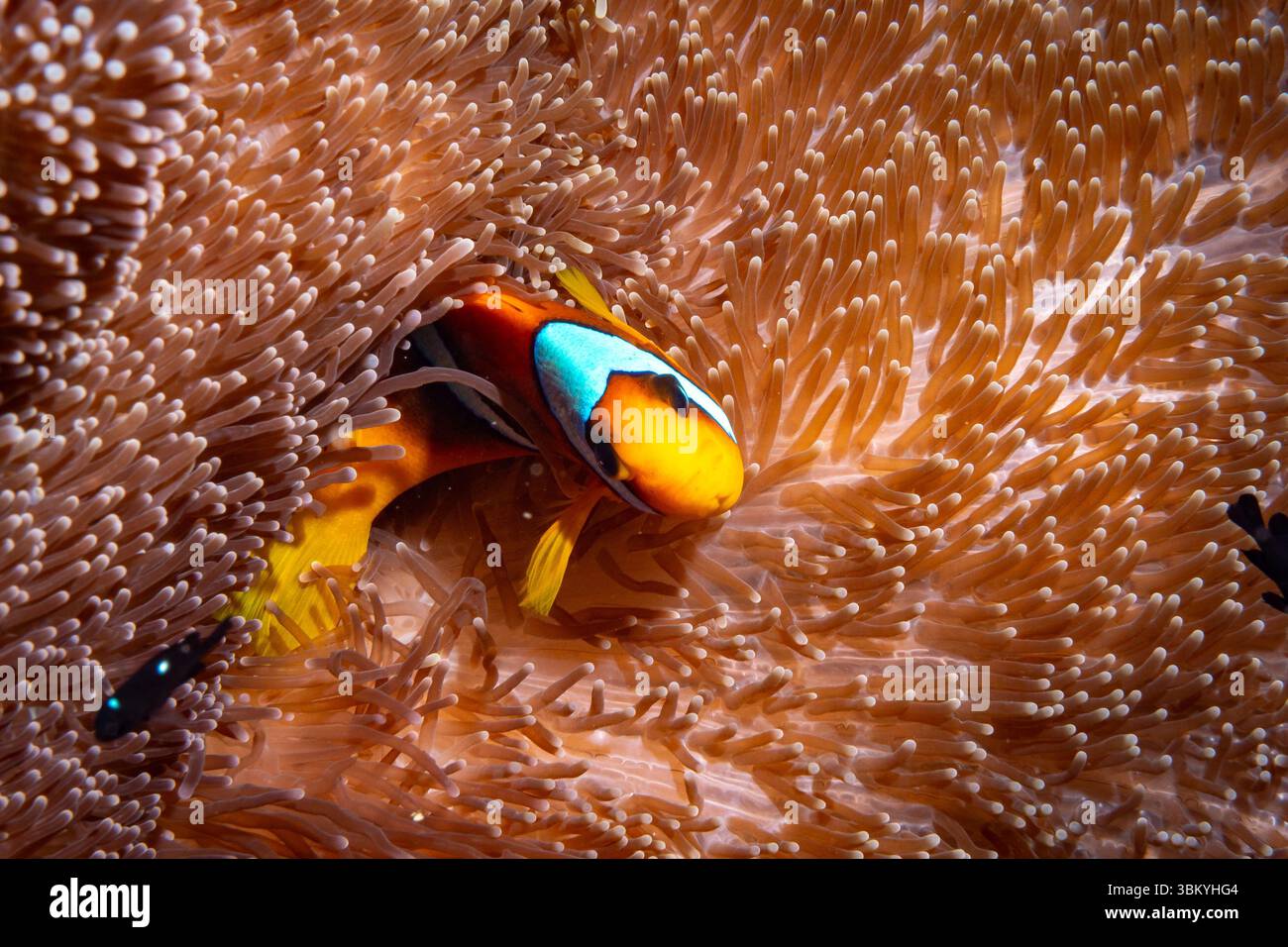 A clownfish is nestled within the tentacles of a sea anemone, seeking ...