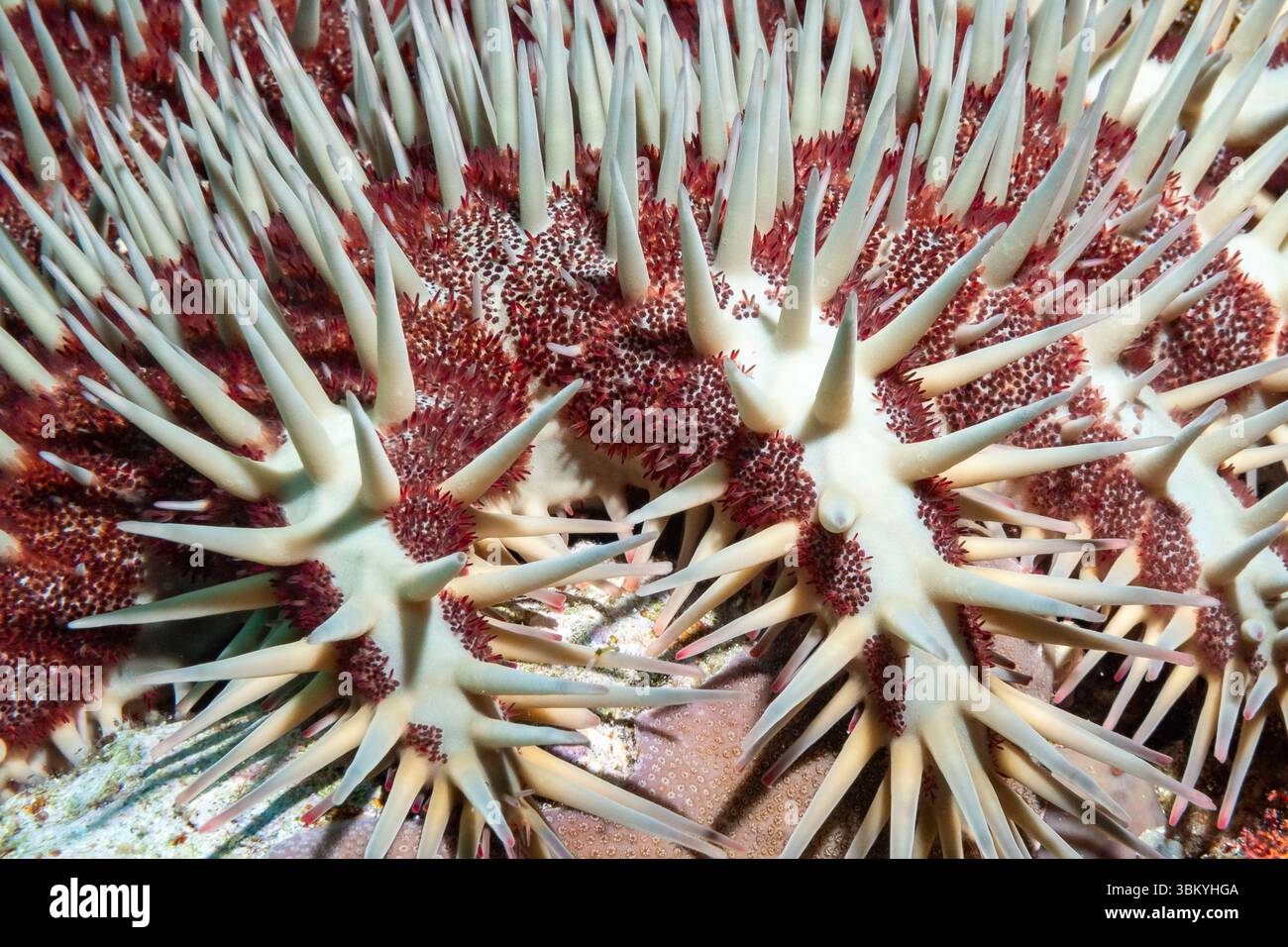 A close-up shot of a crown-of-thorns starfish, known for its ...