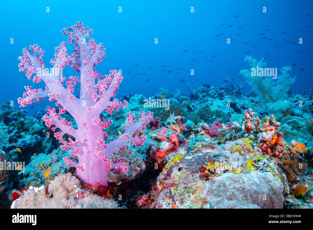 Habitats vibrant biodiversity hi-res stock photography and images - Alamy