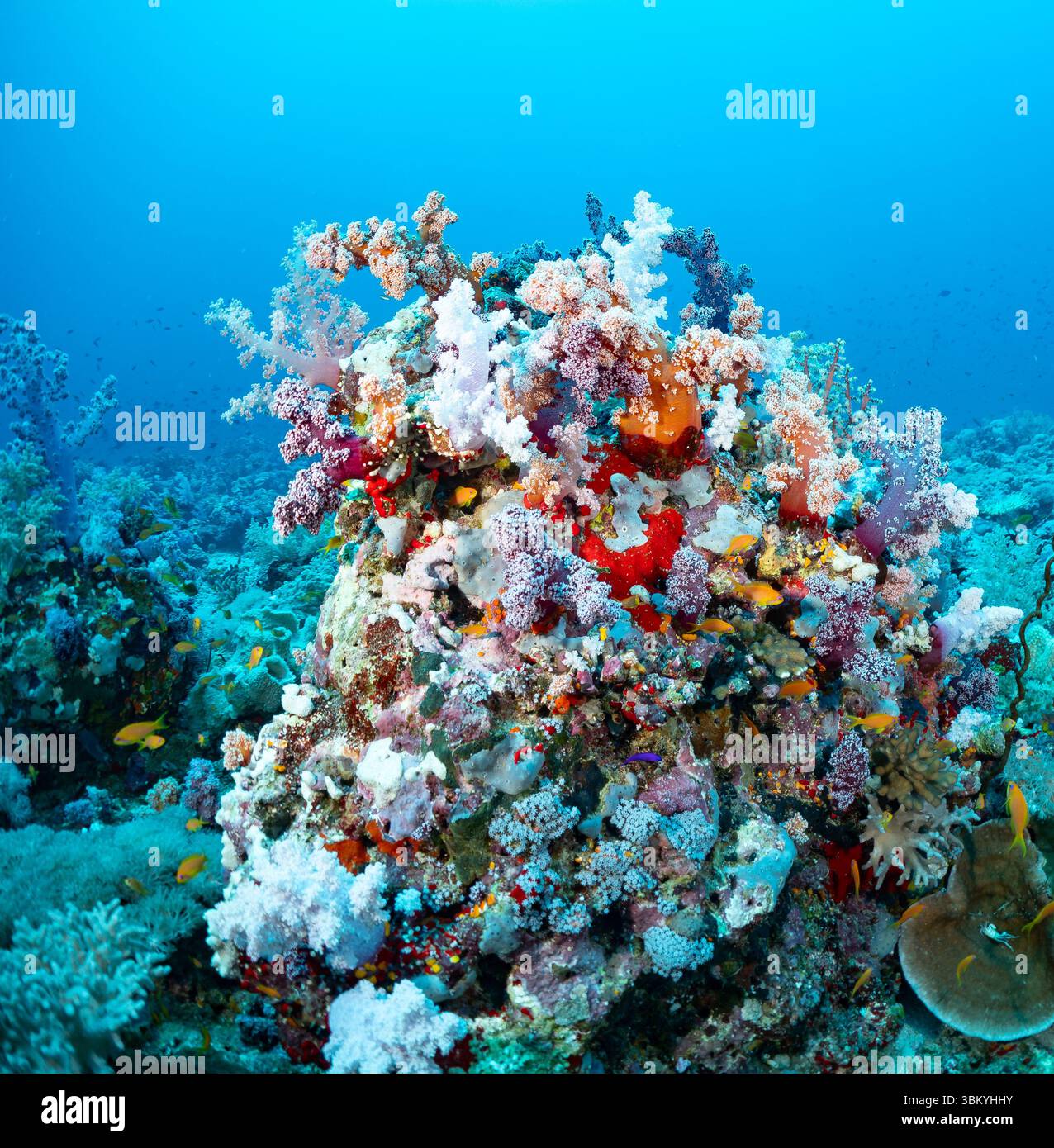 A vibrant coral reef teeming with life, showcasing the beauty and ...