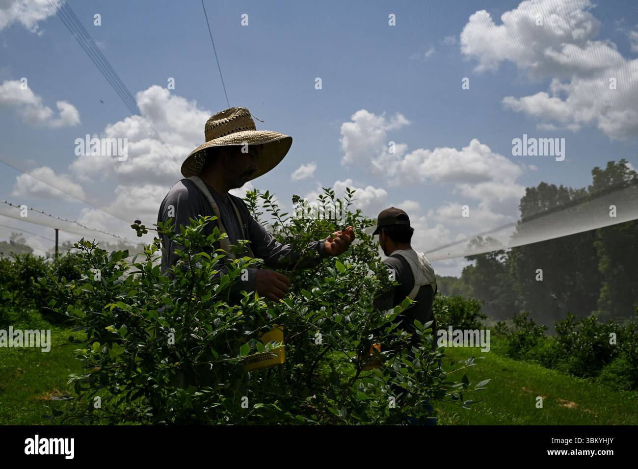 Felix Gutierrez, 43, and Caesar Ayala Gutierrez, 21, pick blueberries ...