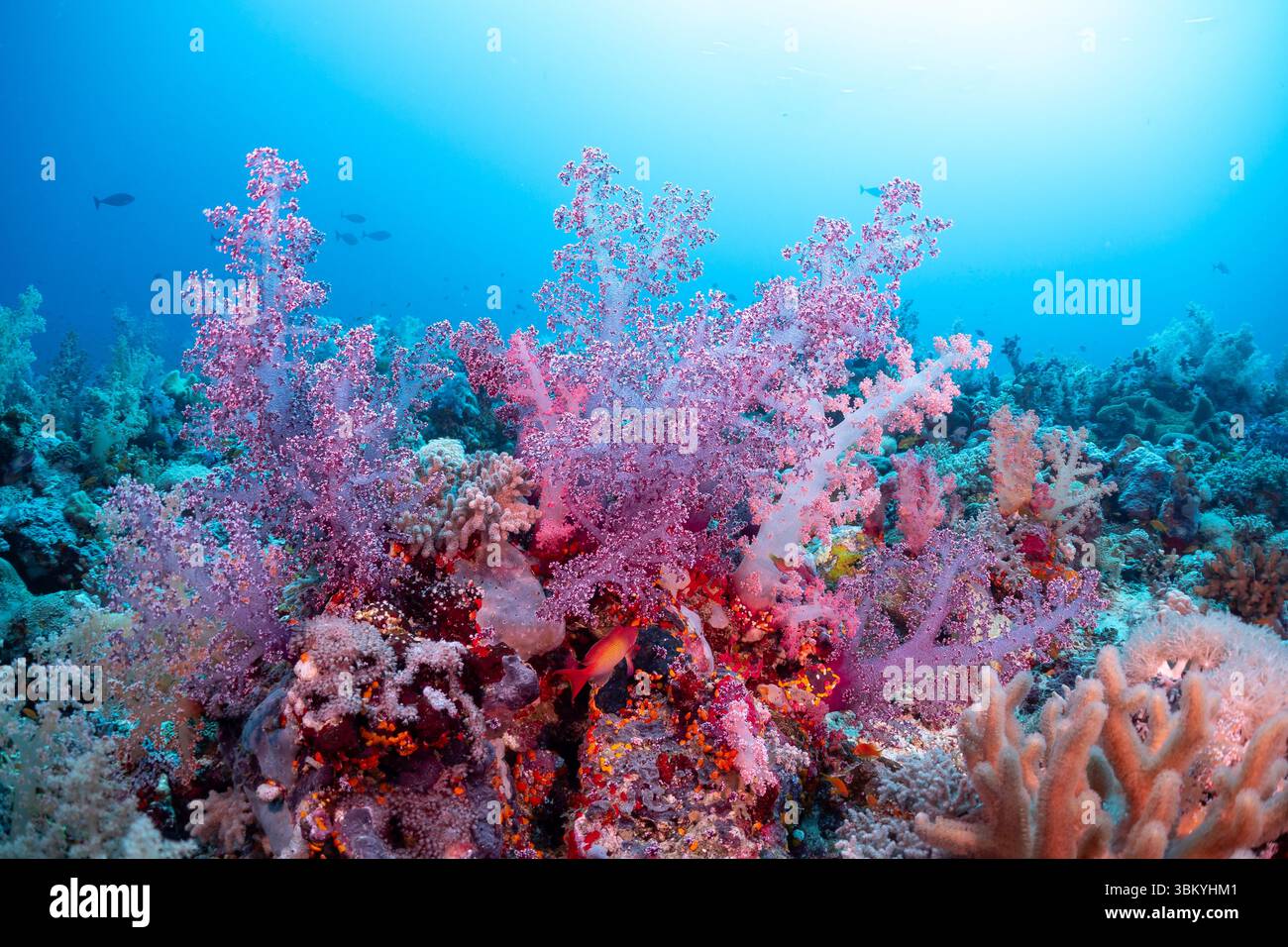 A vibrant underwater scene showcases a thriving coral reef, teeming ...