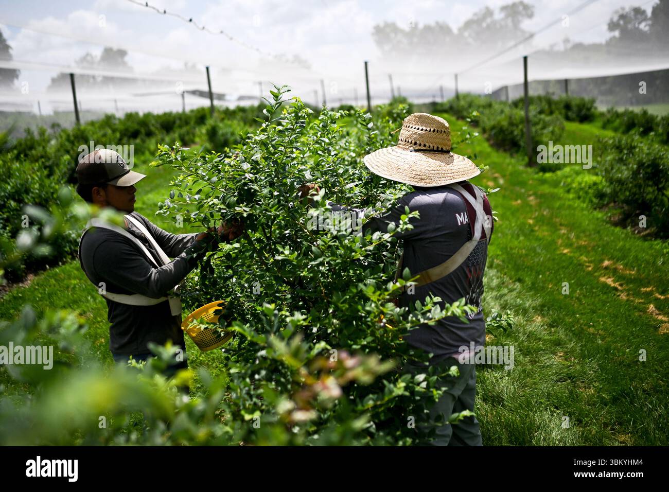 Felix Gutierrez, 43, and Caesar Ayala Gutierrez, 21, pick blueberries ...