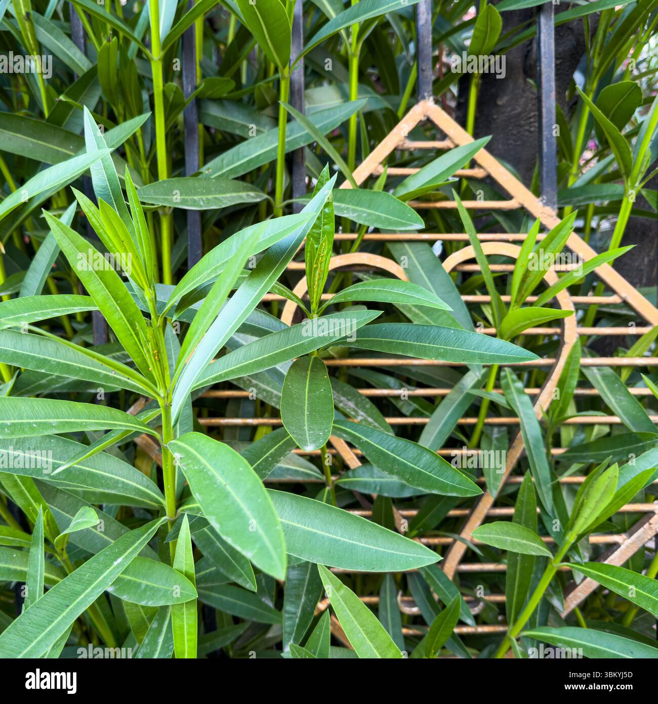 Texture shape plant leaves geometry hi-res stock photography and images ...