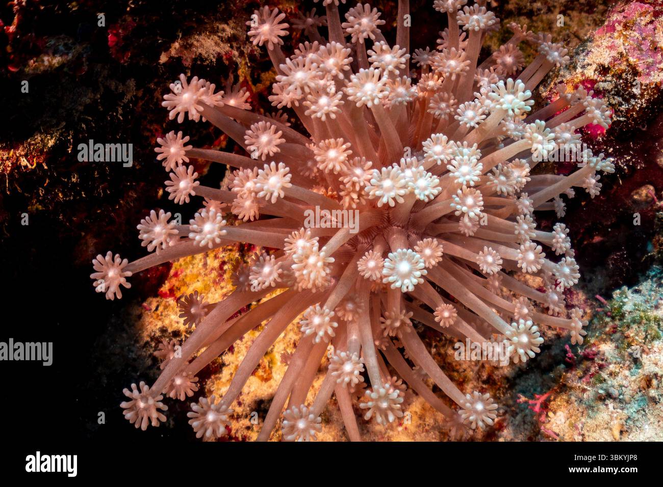 A close-up shot showcases a vibrant cluster of coral polyps, their ...