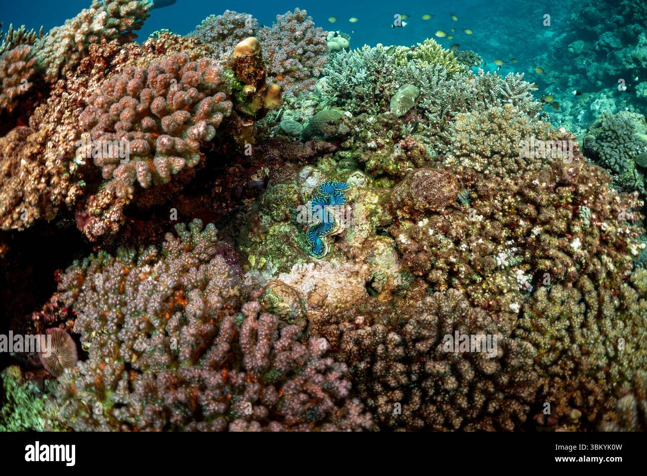 A vibrant coral reef teeming with life, showcasing various coral ...