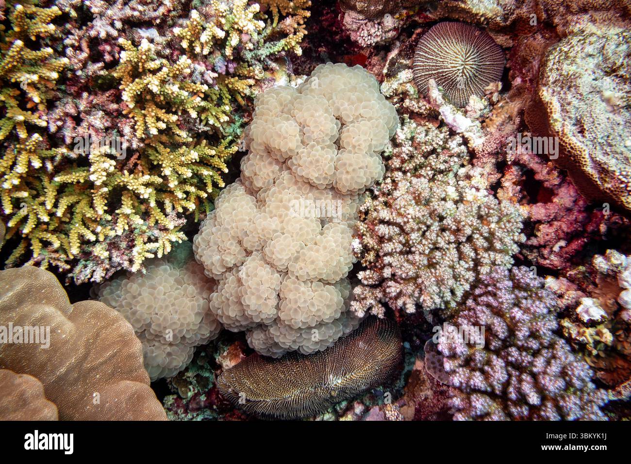 A vibrant underwater scene showcases a diverse array of coral ...