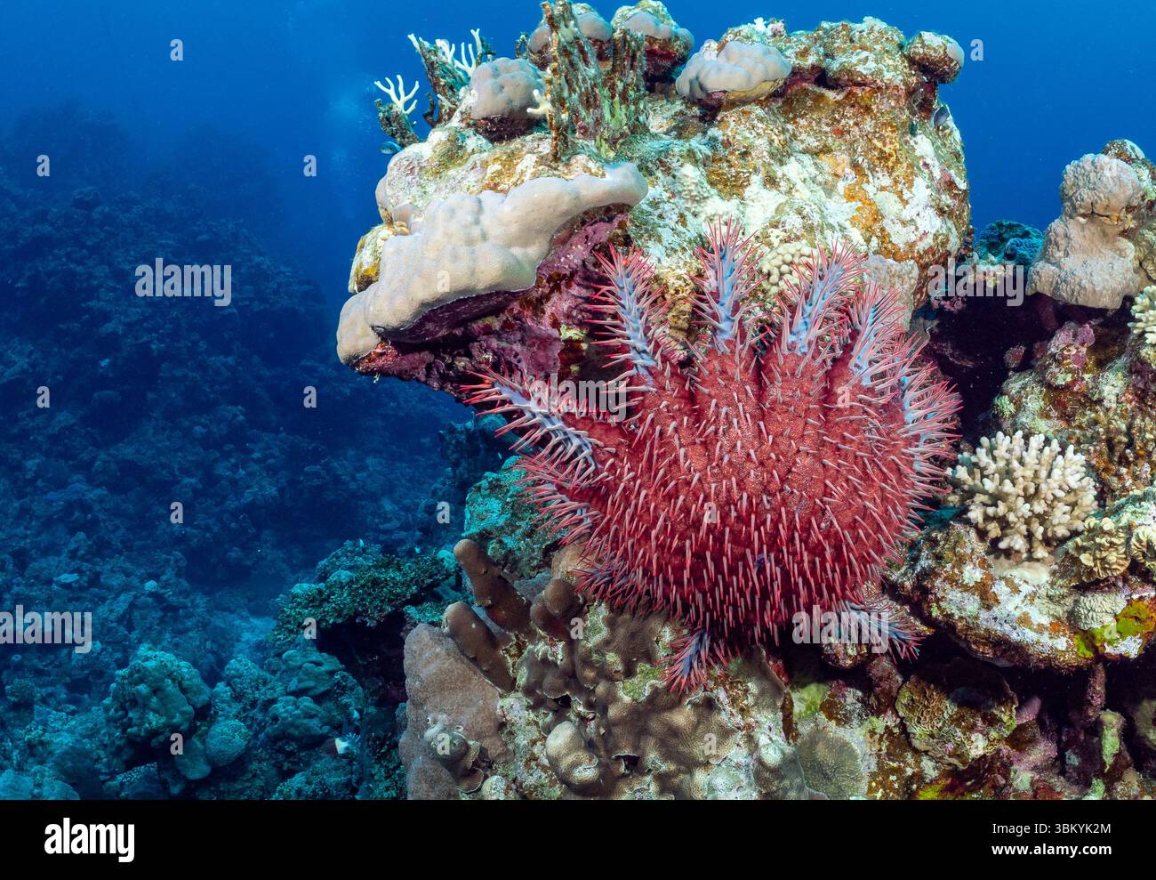 Coral eating crown of thorns starfish hi-res stock photography and ...