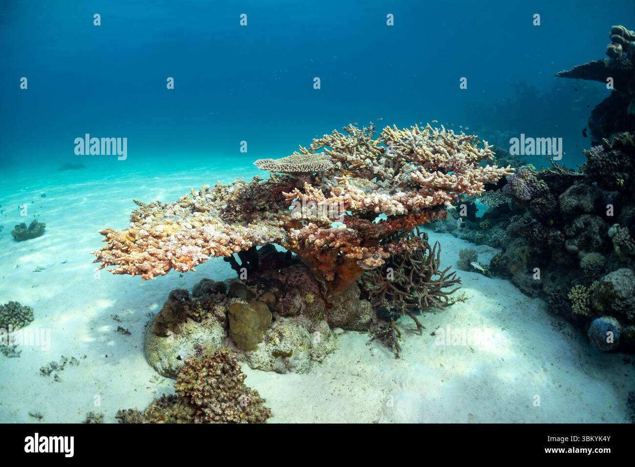 A vibrant coral reef thrives underwater, showcasing the beauty and ...