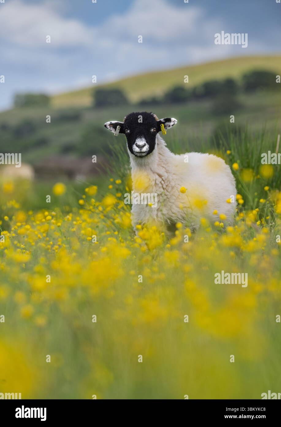 Swaledale lambs in an upland pasture full of wildflowers in the ...