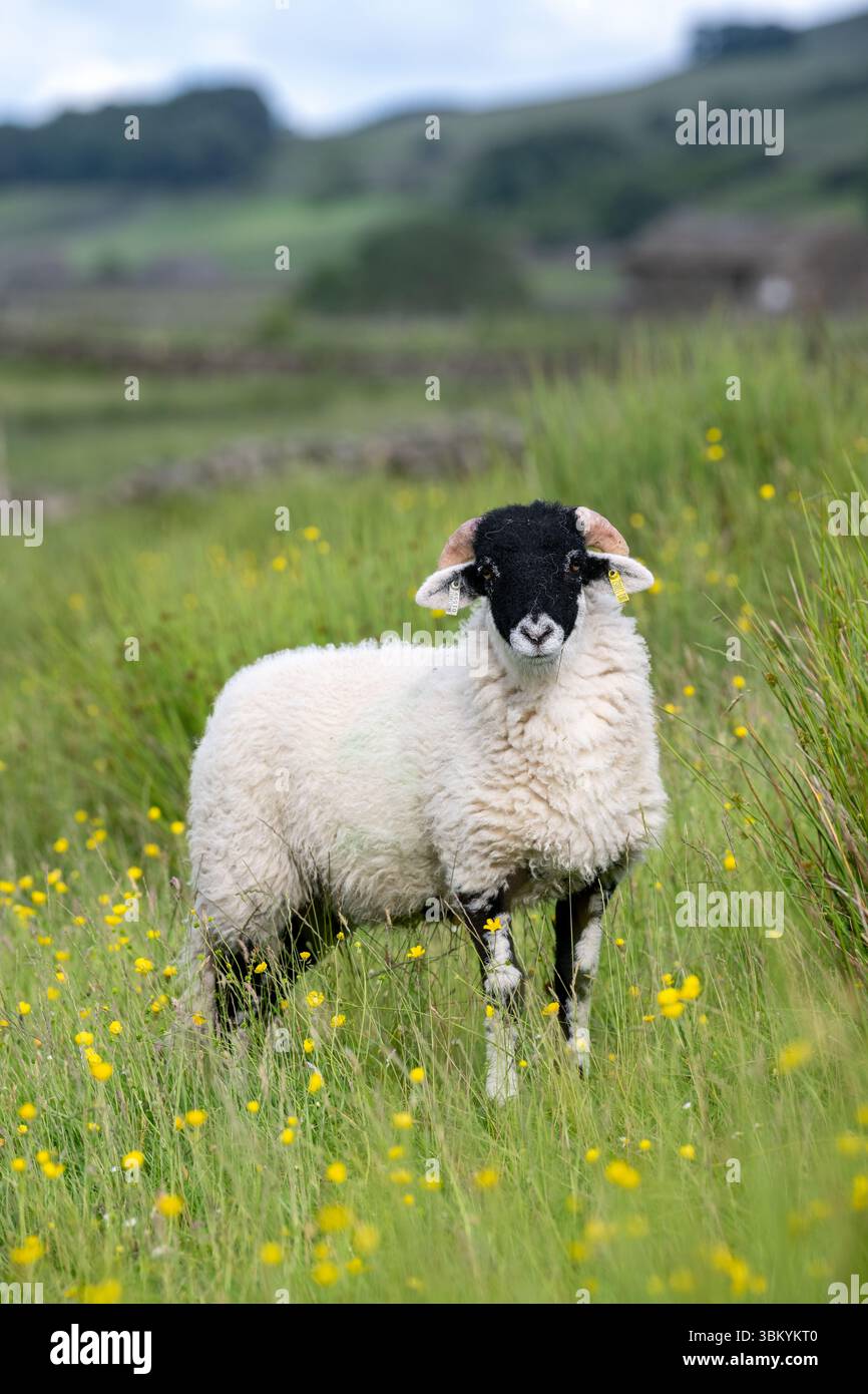 Swaledale lambs in an upland pasture full of wildflowers in the ...