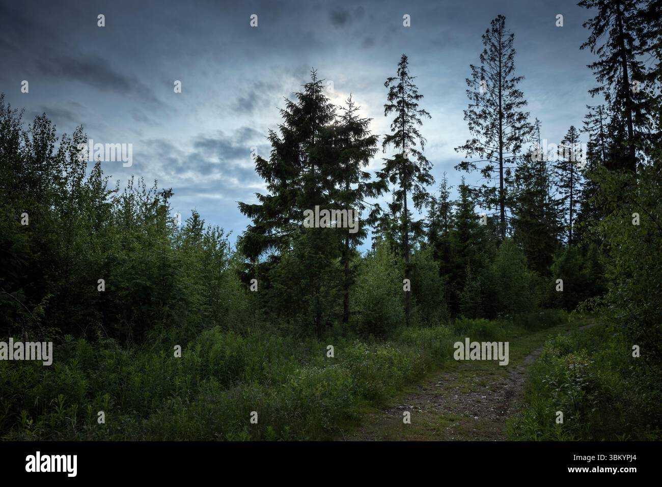 A tranquil view of a forest with tall evergreen trees and a pathway ...