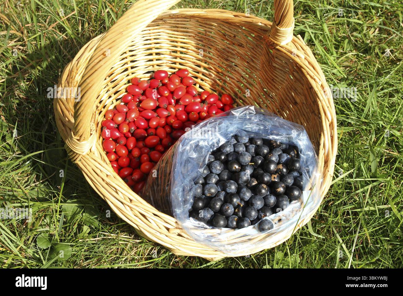 Blackthorn (Prunus spinosa) also known as sloe, ripe, dark blue fruits ...