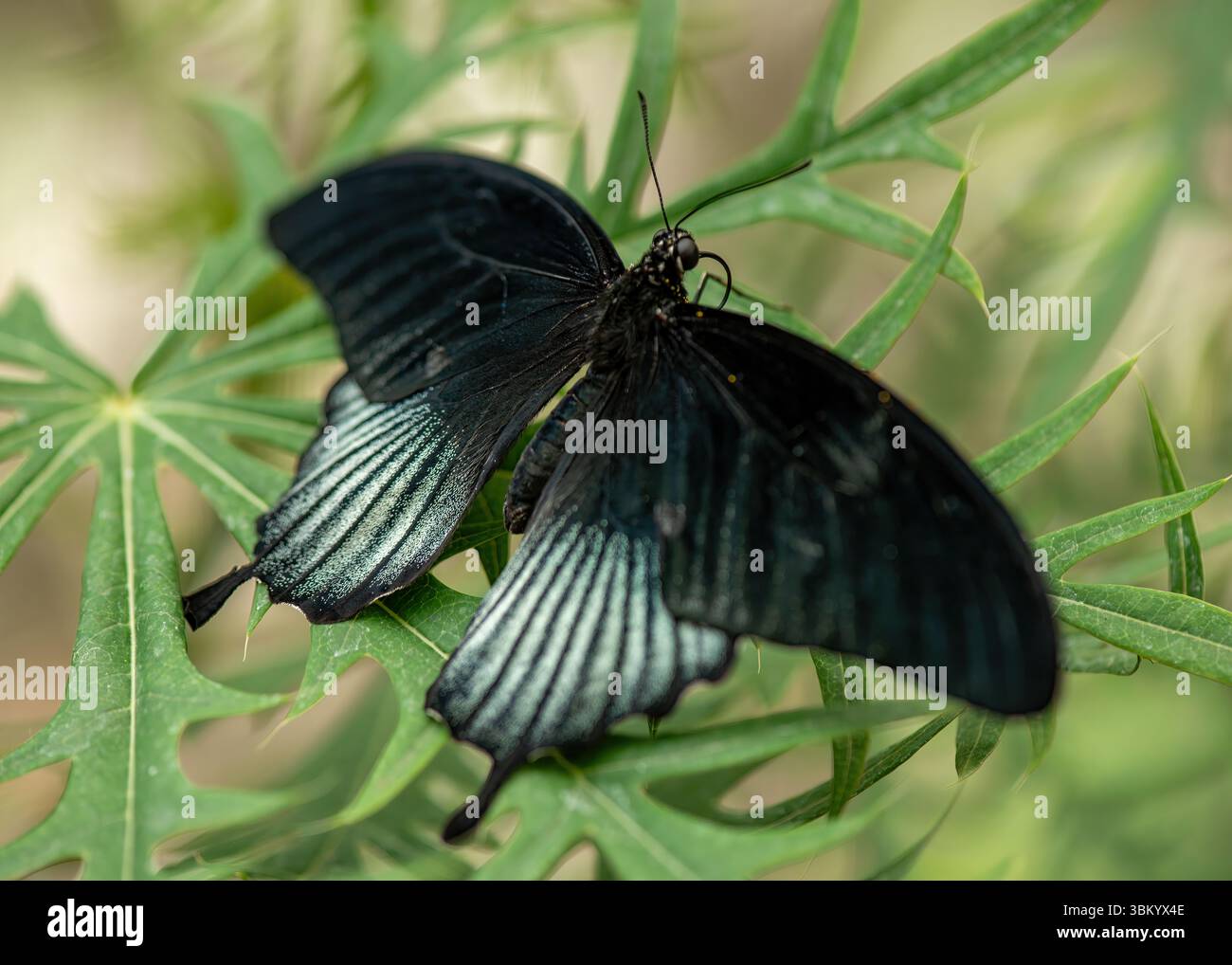 Beautiful great mormon butterfly hi-res stock photography and images ...