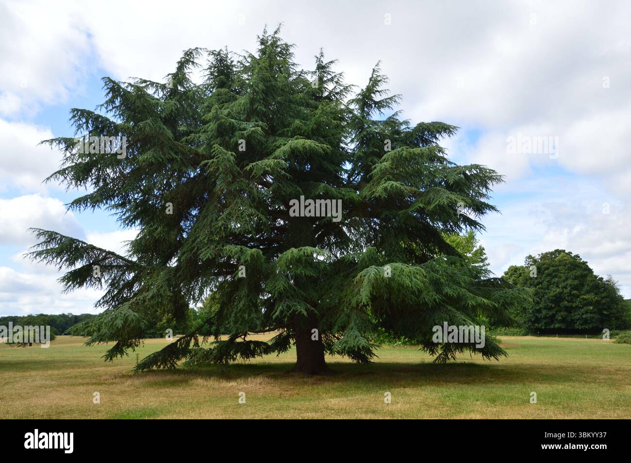 Basildon park estate hi-res stock photography and images - Alamy