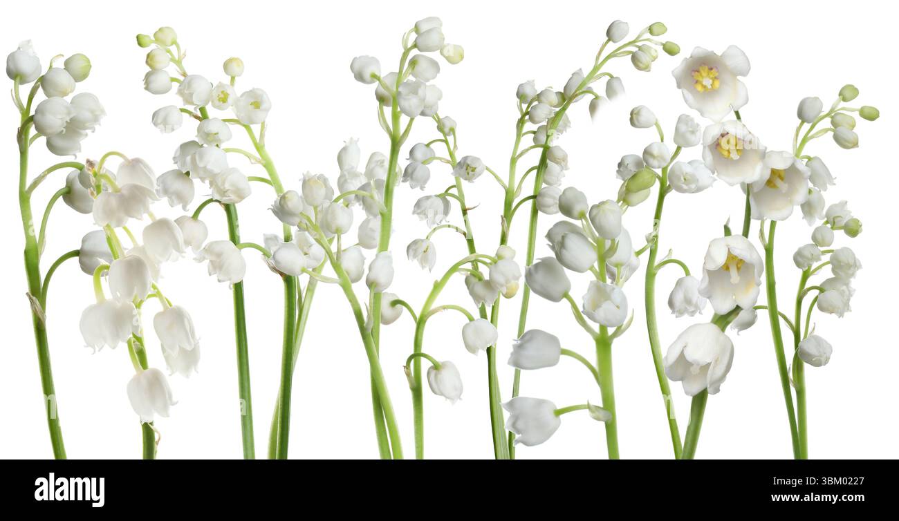 Banner lily flowers on Cut Out Stock Images & Pictures - Alamy